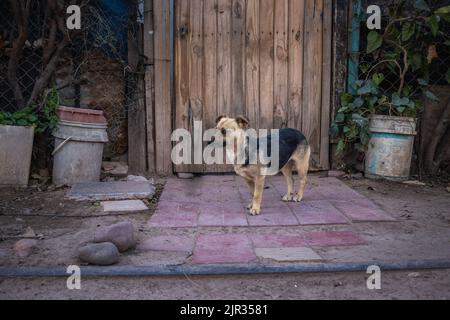 A small German Shepherd or Alsatian dog standing against a wooden door ...