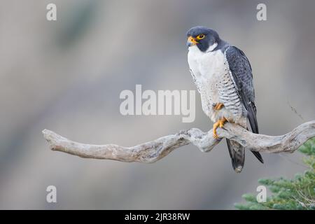 An adorable peregrine falcon (Falco peregrinus) standing on a tree ...
