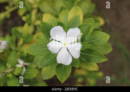 Flowers in Spring. High-quality photo Stock Photo - Alamy