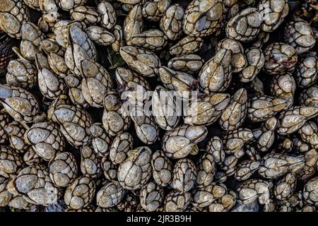 Goose Barnacles, Pollicipes polymerus, on rocky habitat at Tongue Point ...