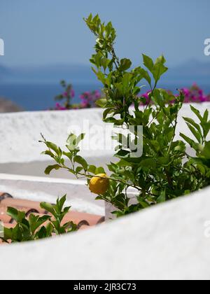 A lemon tree at a Greek villa on Hydra island with a terracotta roof in ...
