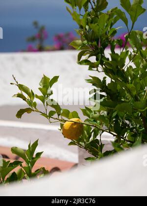 A lemon tree at a Greek villa on Hydra island with a terracotta roof in ...