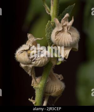 Hollyhock Alcea Seed Pod Stock Photo - Alamy