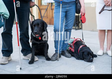 Black Labradors work as guide dogs for blind people Stock Photo - Alamy