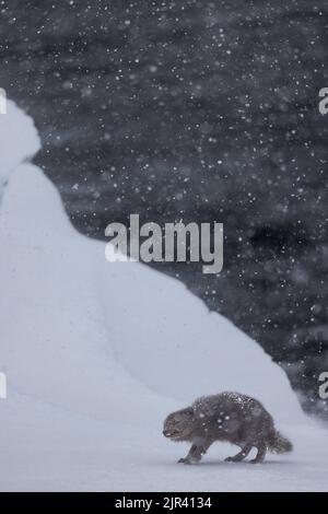 Furry Arctic Fox wandering in white snow at Hornstrandir Nature Reserve ...