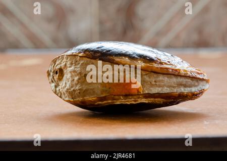Mamey Sapote Seed Stock Photo - Alamy
