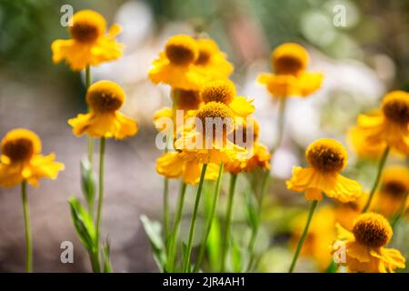 Helenium autumnale blossom yellow autumn flower close-up, unusual ...