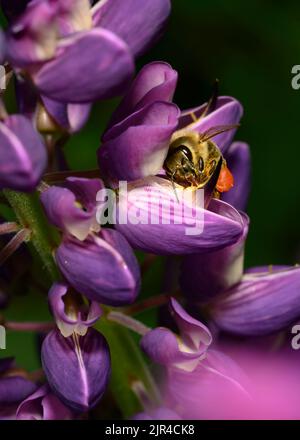 Close up view of a bee with a bag of honey on pink lupin flowers Stock ...
