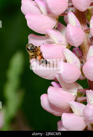 Close up view of a bee with a bag of honey on pink lupin flowers Stock ...