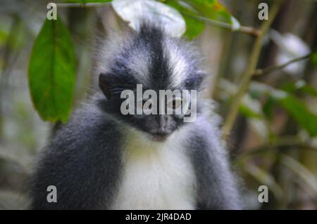 Thomas leaf monkey also known as Thomas Langur or Presbytis thomasi ...