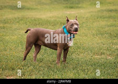 American pit bull. Thoroughbred dog. A breed for experienced dog ...