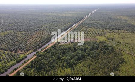 Palm Oil Plantation in Talekung Punei Stock Photo - Alamy