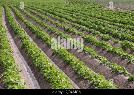 Farm field with rows of young of potato plants growing outside under ...
