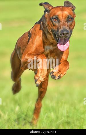 rennender rhodesian ridgeback Stock Photo - Alamy