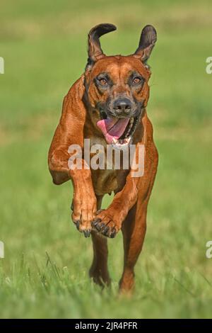 rennender rhodesian ridgeback Stock Photo - Alamy