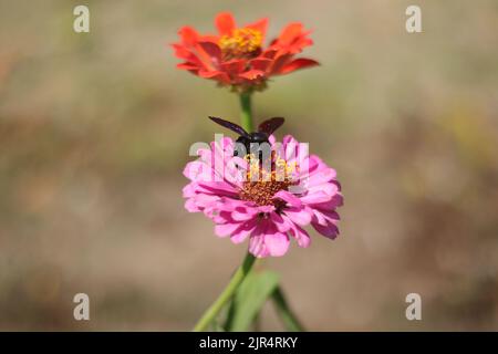 Bumblebee insect flying on zinnia flower macro close up nature flowers ...