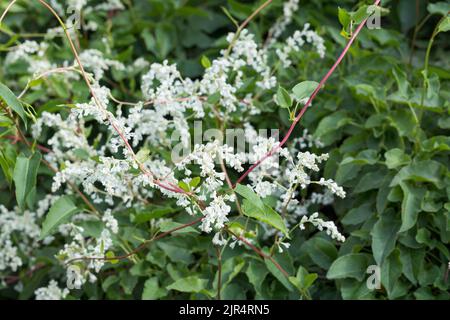 Russian-vine, Bukhara fleeceflower, Chinese fleecevine, mile-a-minute ...
