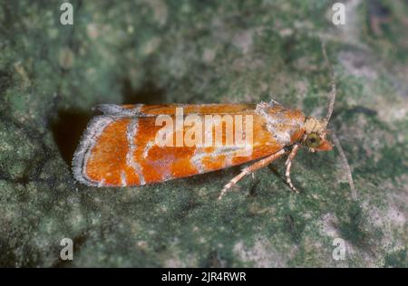 gemmed shoot moth, pine-sprout tortrix, European pine shoot moth ...