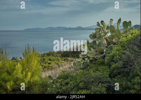 Prickly pears grow on the rocky walls of the southern coast of Sardinia ...