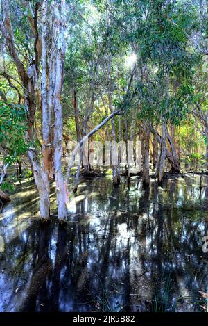 Paperbark swamp on Curtis Island Queensland Australia Stock Photo - Alamy