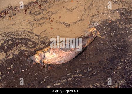 Aerial of dead Dugong washed up on the shores of Curtis Island ...