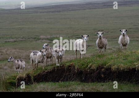 Sheep, Nesting, East Mainland, Shetland Stock Photo - Alamy