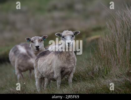 Sheep, Nesting, East Mainland, Shetland Stock Photo - Alamy