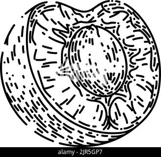 cherry pit sketch hand drawn vector Stock Vector Image & Art - Alamy