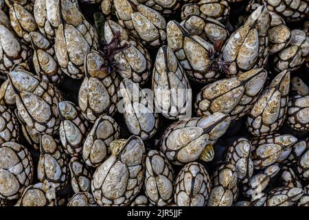 Goose Barnacles, Pollicipes polymerus, on rocky habitat at Tongue Point ...