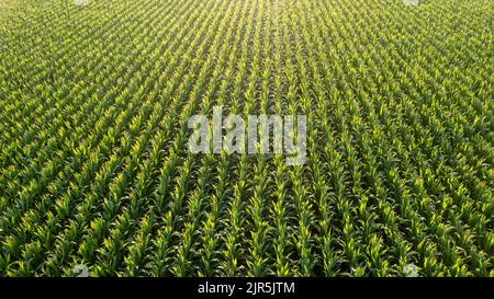 Low altitude aerial photo of maize field cereal grain has become a ...
