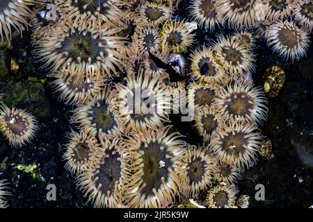 Aggregating Anemone, Anthopleura elegantissima, at Point of arches in ...