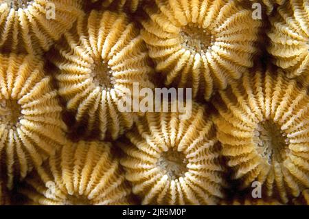 flowery star coral (Diploastrea heliopora Stock Photo - Alamy