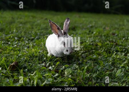 Rabbits live in nature in Lithuania Stock Photo - Alamy