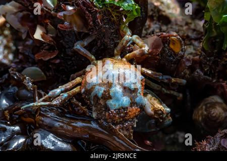 Black-clawed Crab, Lophopanopeus bellus, at Tongue Point in Salt Creek ...