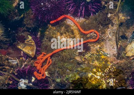 Primitive Ribbon Worm, Tubulanus polymorphus, with Purple Sea Urchins ...
