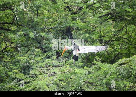 Migratory bird, Painted storks is flying at New Delhi zoo in India ...