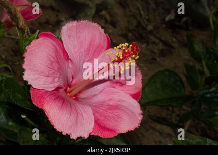 A closeup of blooming pink Hibiscus flower Stock Photo - Alamy