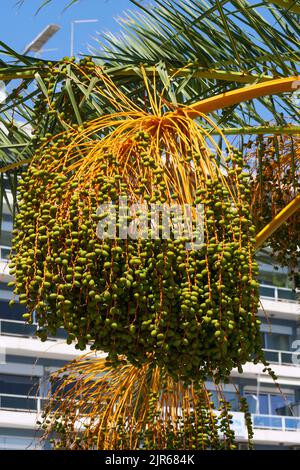 Grapes of fruits on date palm, Kavala, Macedonia, North-Eastern Greece ...