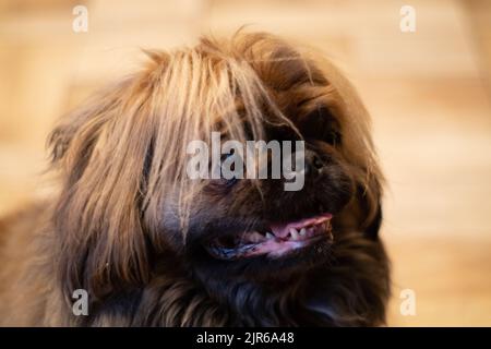 A closeup portrait of royal Pekingese dog with blur background Stock ...