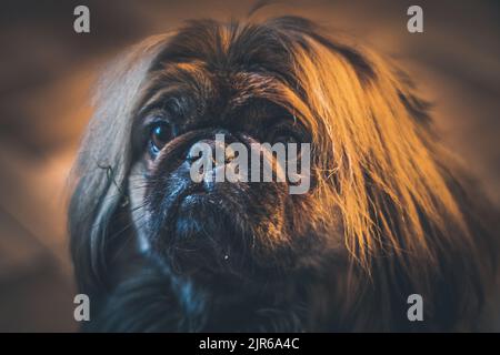 A closeup portrait of royal Pekingese dog with blur background Stock ...