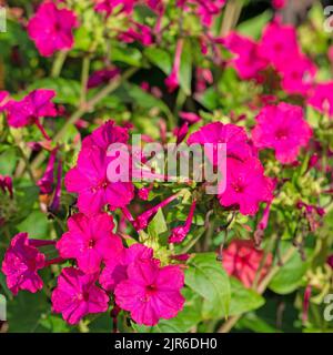 Blooming wonder flower, Mirabilis jalapa Stock Photo - Alamy