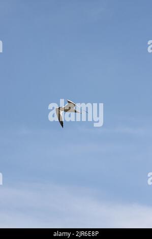 A beautiful shot of a sternidae Stock Photo - Alamy