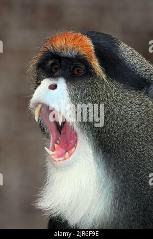 De Brazza's monkey, Brazzameerkatze, cercopithèque de Brazza ...
