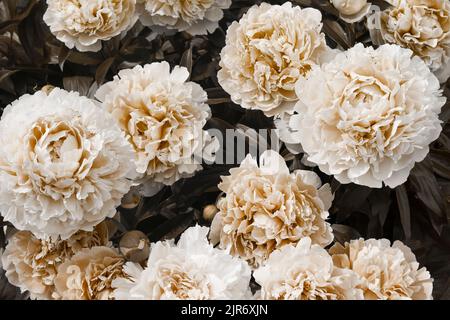 beige peonies on dark background. minimal floral and nature style ...