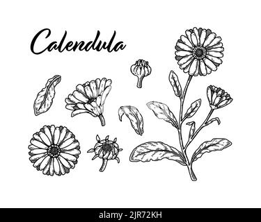 Calendula flowers set, line art drawing. Marigold flowers, outline ...