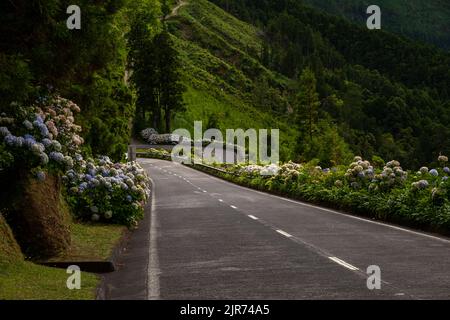 Road with beautiful green landscape with hydrangeas flowers in Sete ...