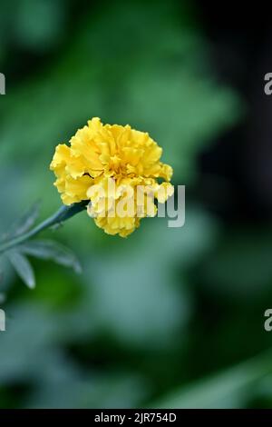 A vertical closeup of a yellow big marigold flower Stock Photo - Alamy
