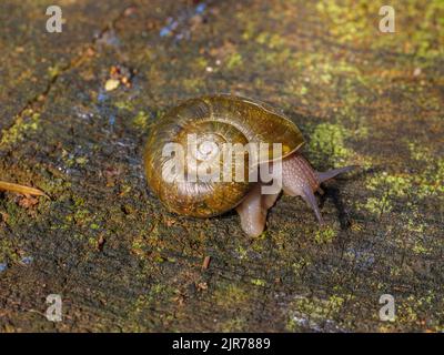 Robust Lancetooth Snail (Haplotrema vancouverense Stock Photo - Alamy