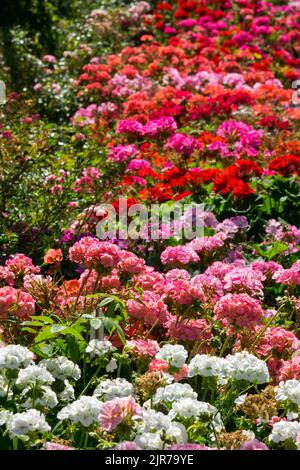 Geranium flower in white and pink colors. No people Stock Photo - Alamy
