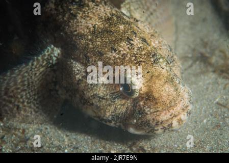 The giant goby (Gobius cobitis) is a species of goby native to coastal ...